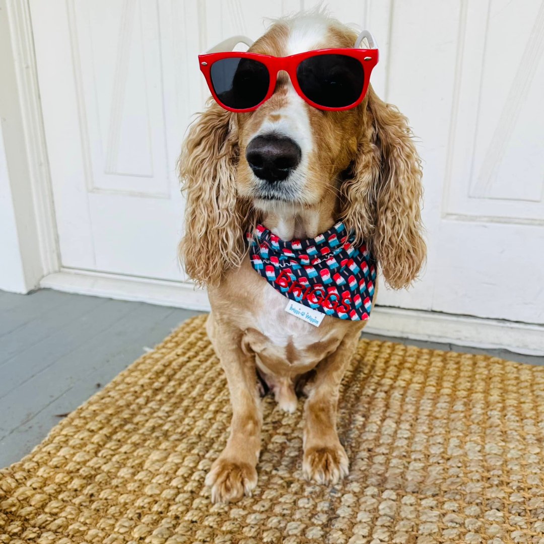 USA Bomb POP Dog Bandana | Briggs 'n' Wiggles