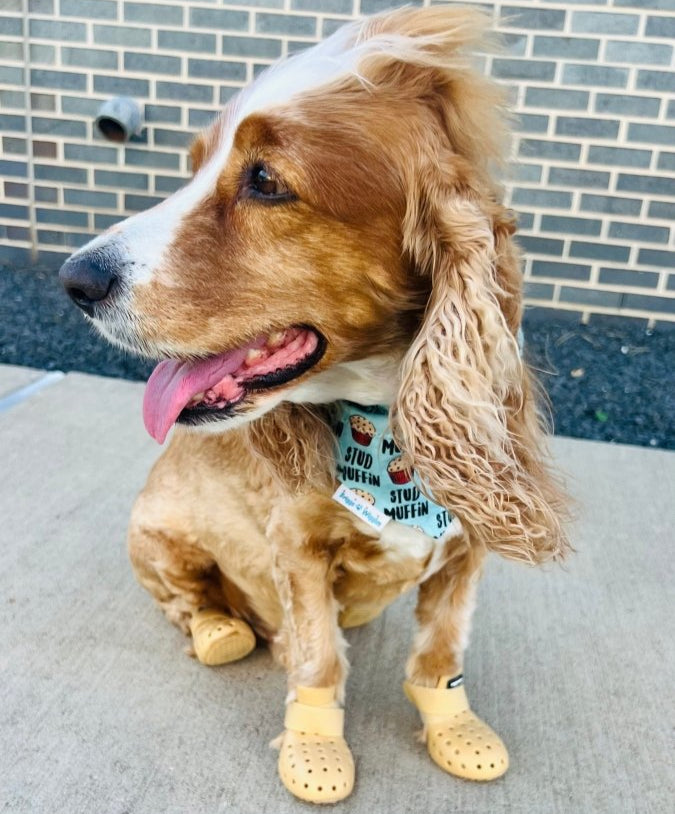 Wag Wellies hot and dry weather boot to protect paws. – Briggs 'n' Wiggles