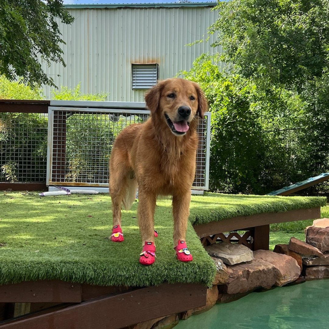 Wag Wellies hot and dry weather boot to protect paws. – Briggs 'n' Wiggles